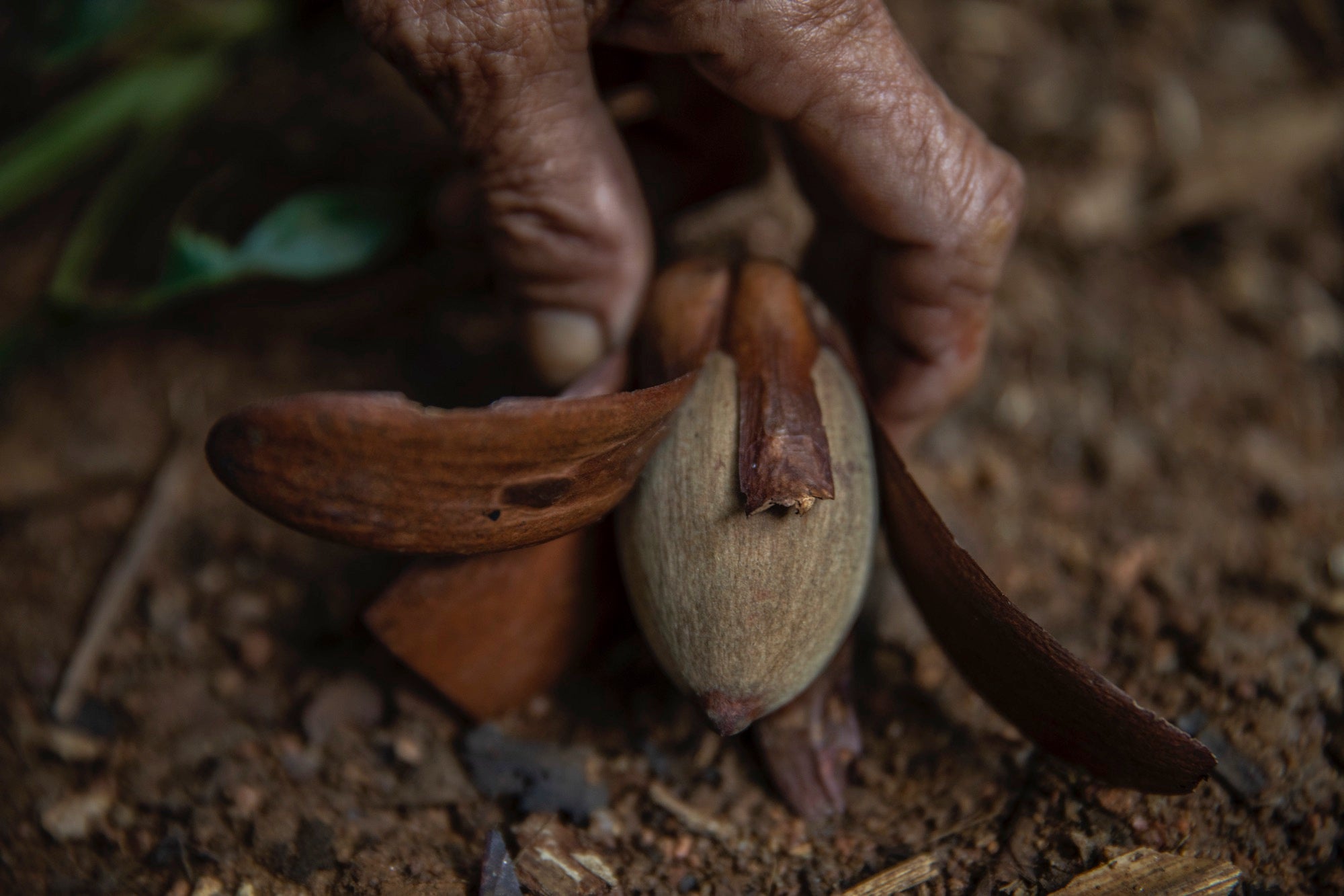 Illipe Butter: Unveiling the Secrets of Indonesia’s Shea Butter – From ...