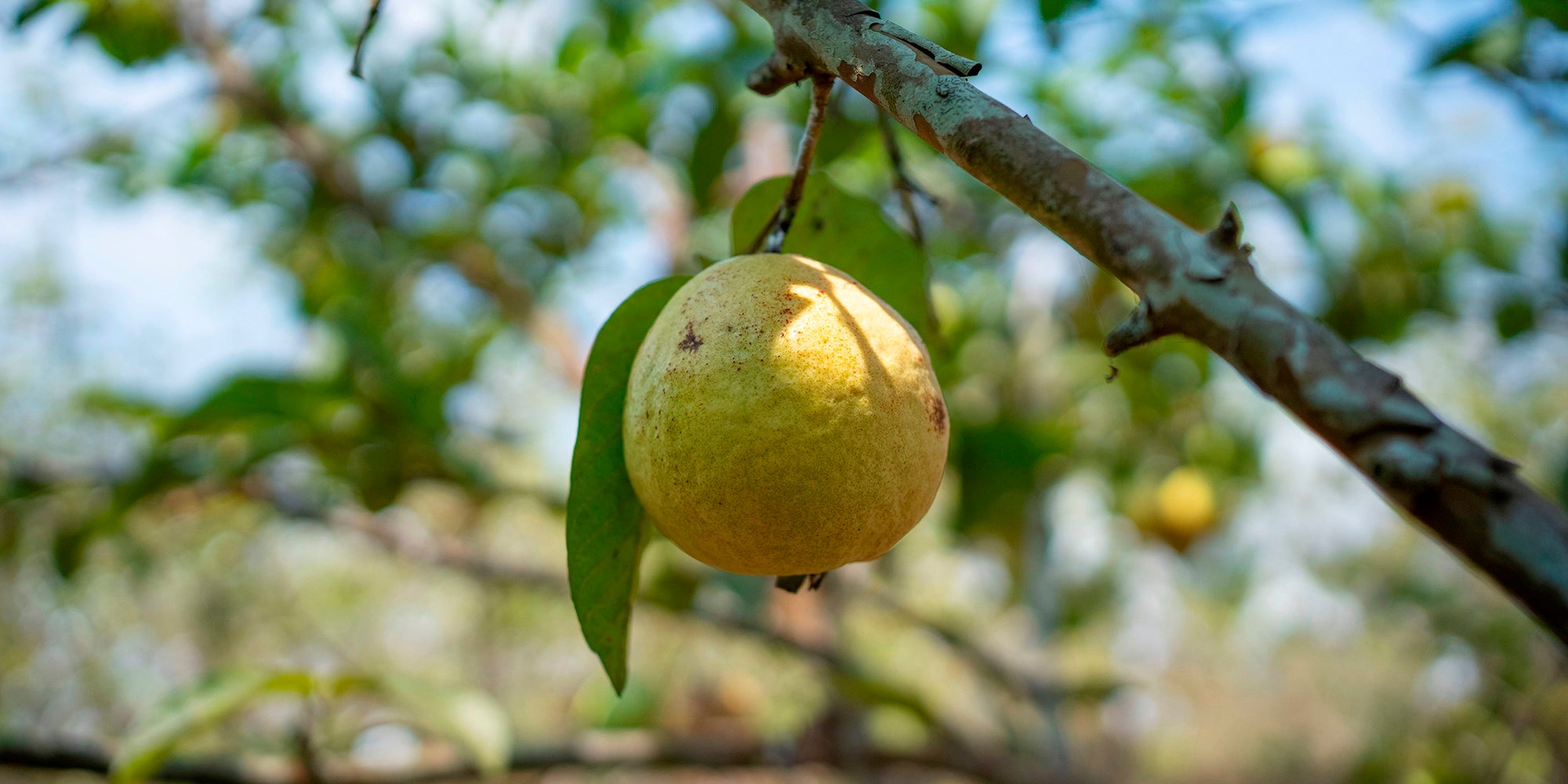 Guava Fruit Extract in Skincare: Nature’s Secret to Radiant Skin – From ...