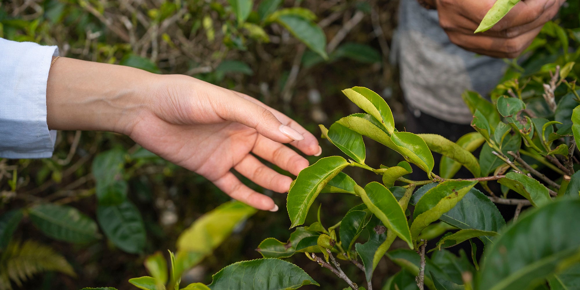 The Benefits of Java Black Tea in Skincare – From This Island