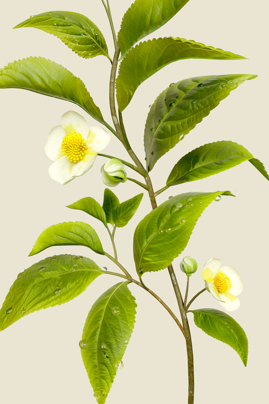 Java Black Tea Soothing Gel Cleanser – From This Island