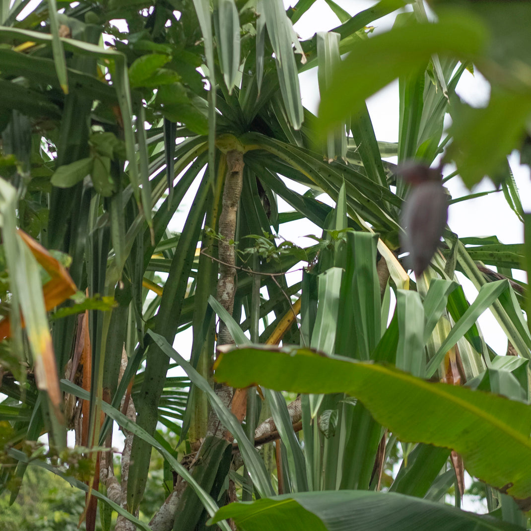 Papua Red Fruit Plumping Cream – From This Island