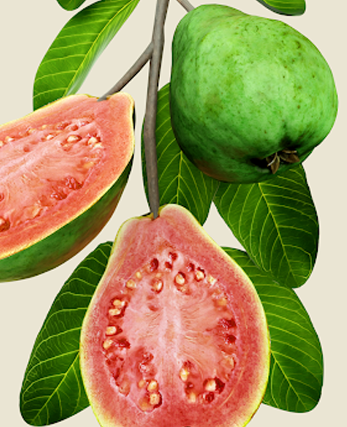 Ingredients – From This Island